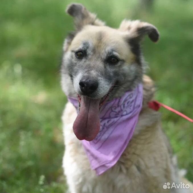 Волшебная собачка Букля из приюта