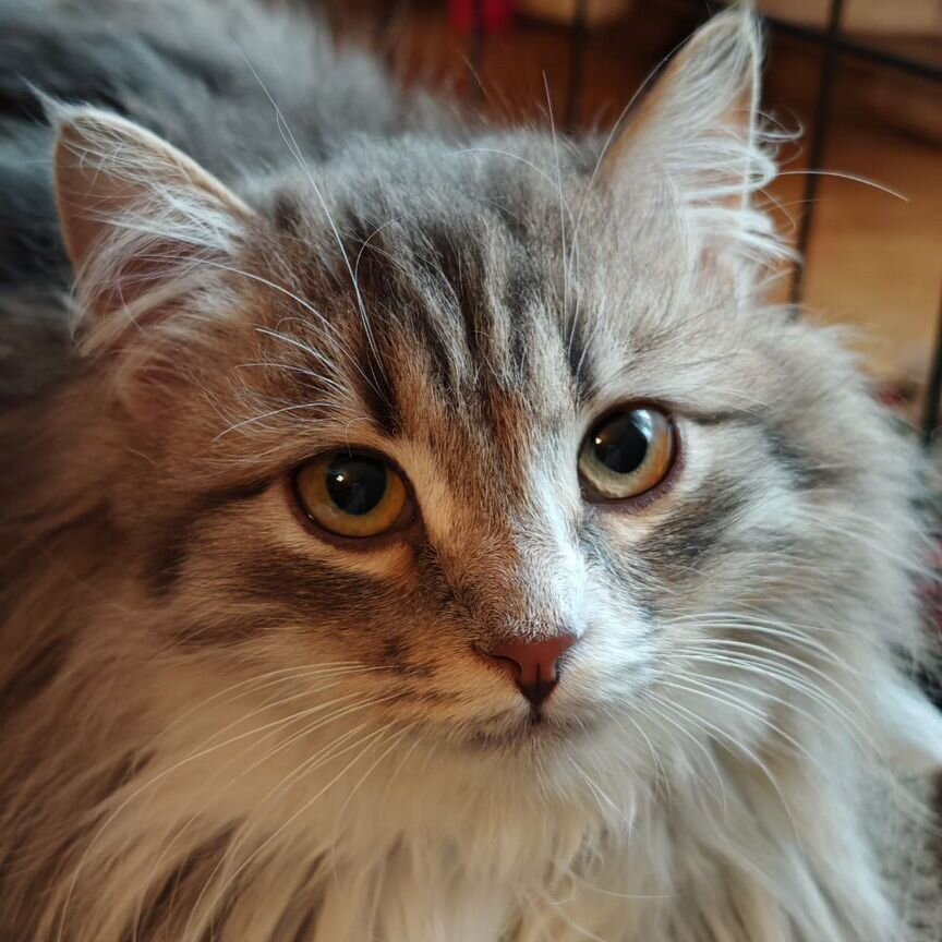 Мультяшный котенок ищет дом
