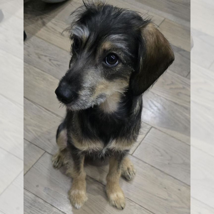 Щенок в добрые руки