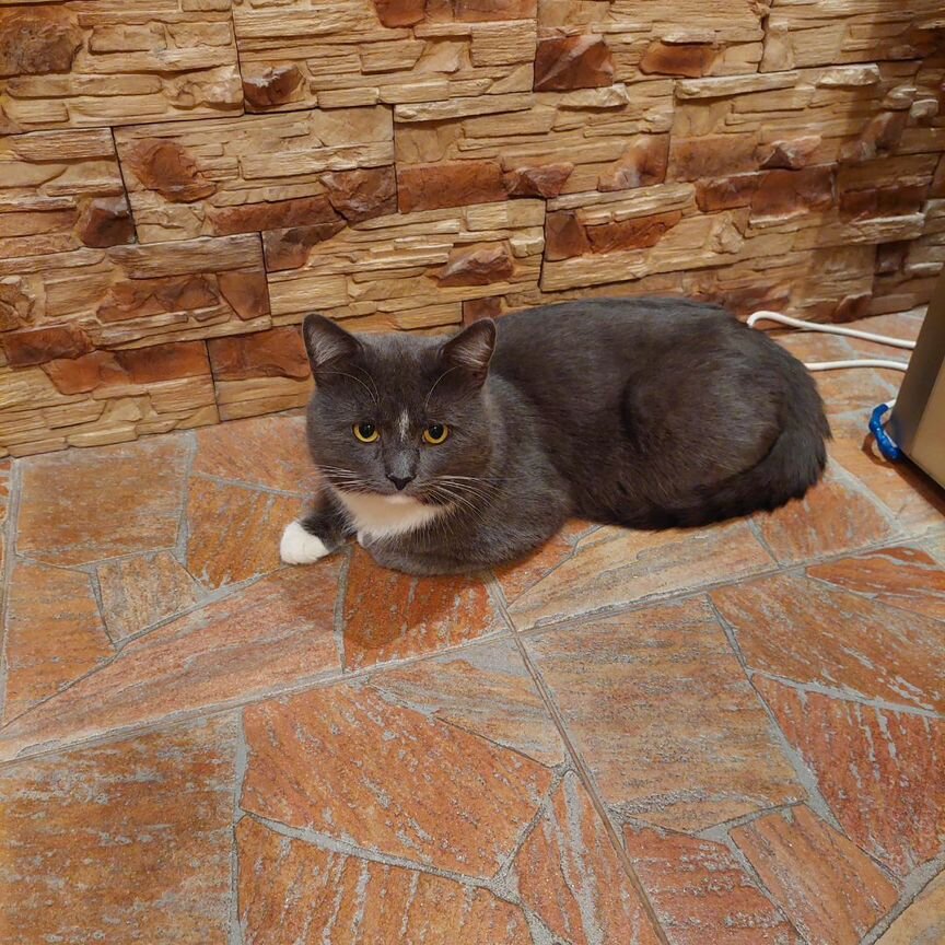 Отдам кота в частный дом