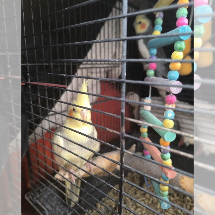 Попугай корелла