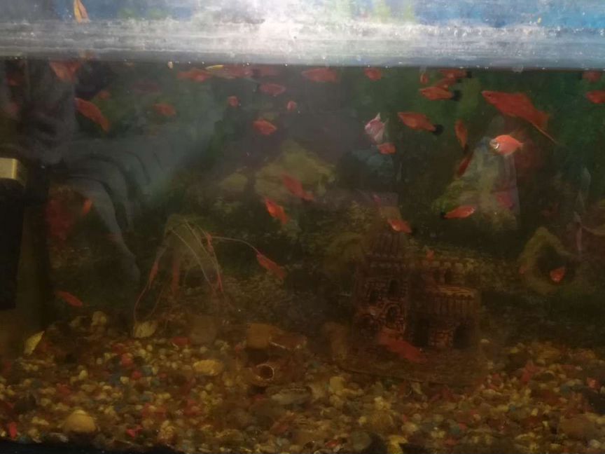 Аквариумные рыбки