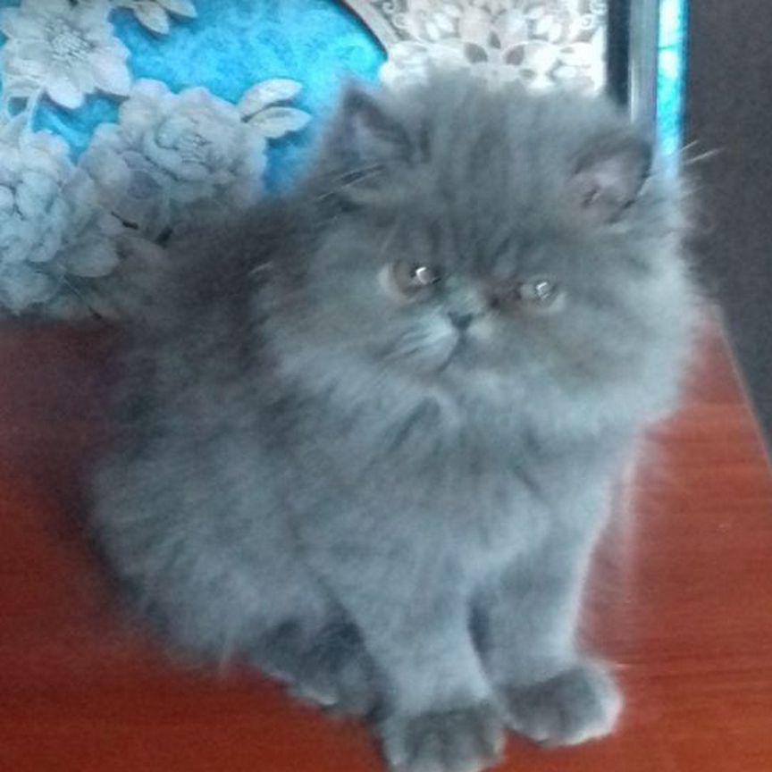 Персидский мальчик