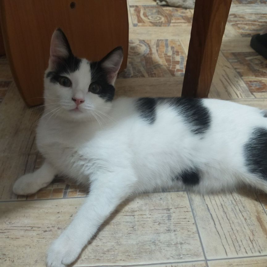 Котик в добрые руки