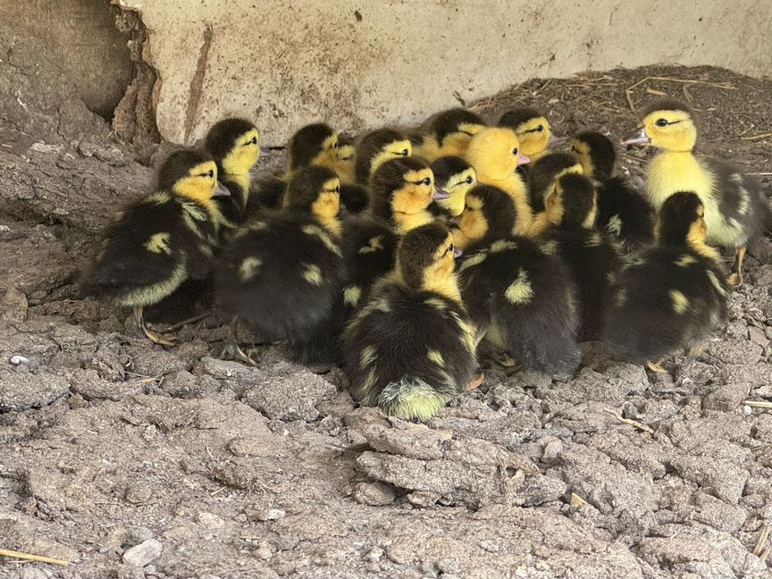 Индоутята суточные