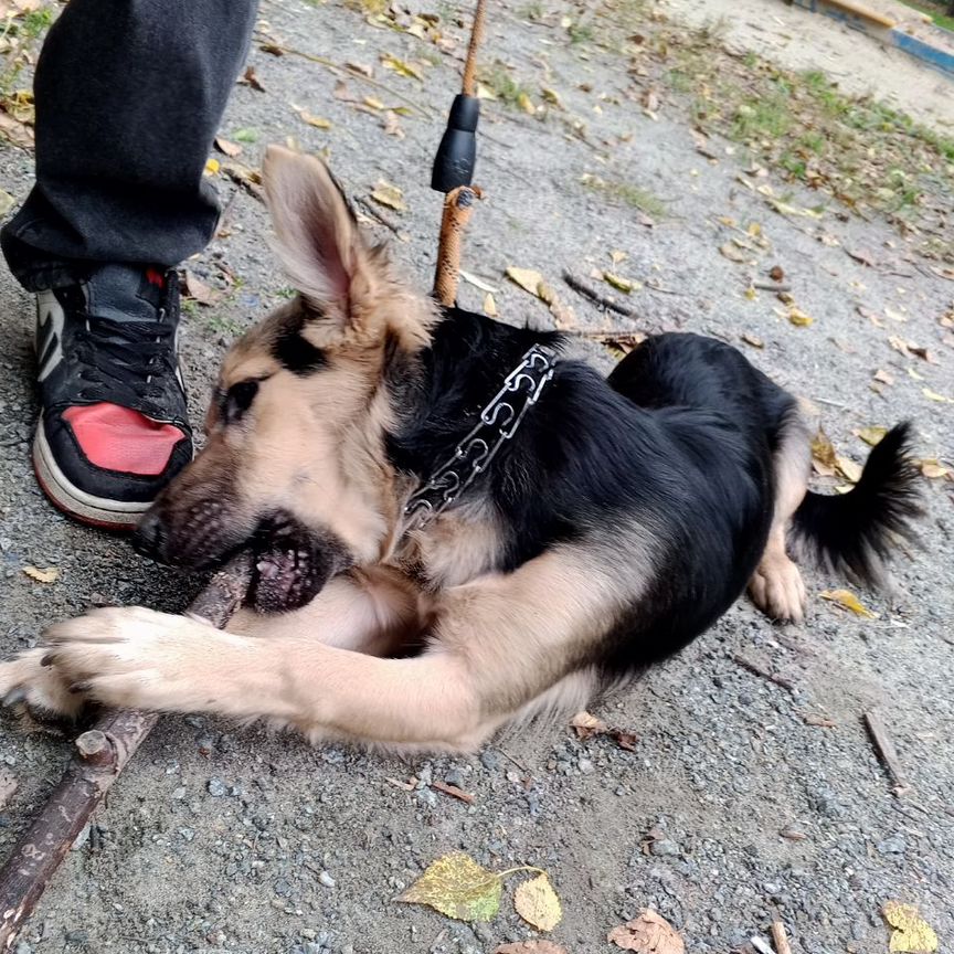 Щенок в добрые руки