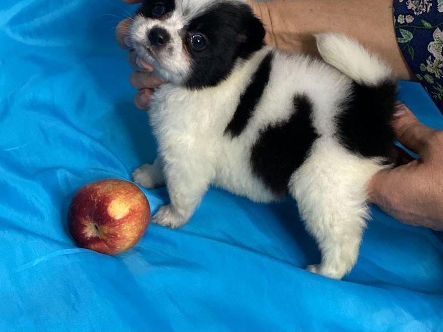 Шпиц х Японский хин