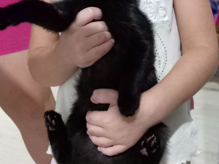 Котенок в дар бесплатно