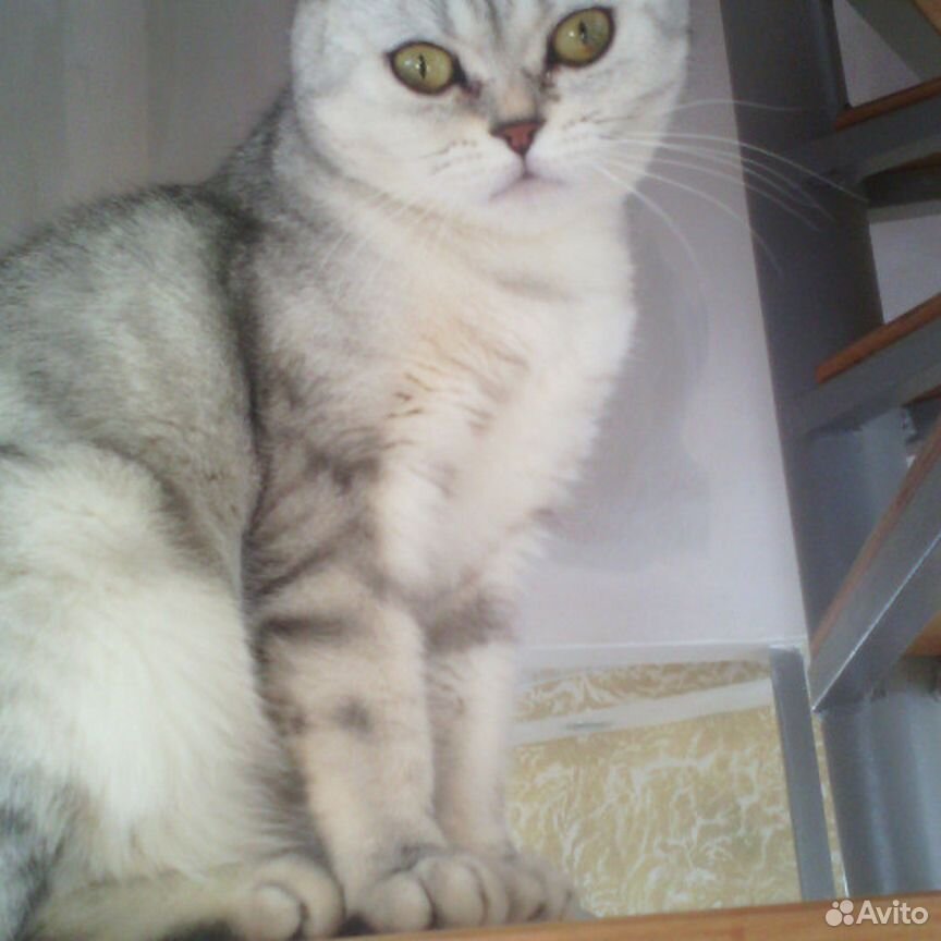 Шикарные котята скотиш фил