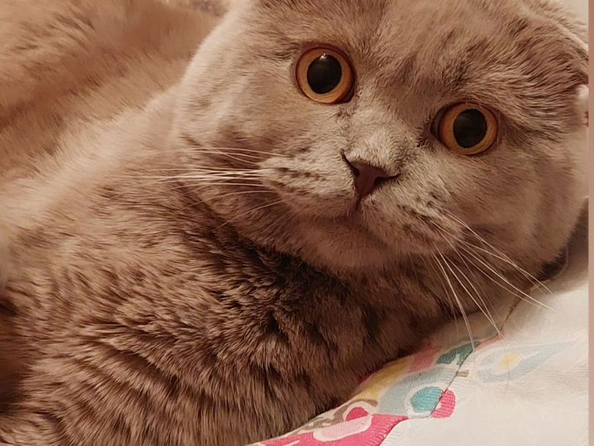 Шотландская вислоухая