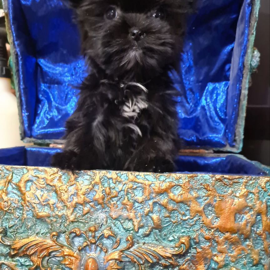 Чёрная принцесса девочка