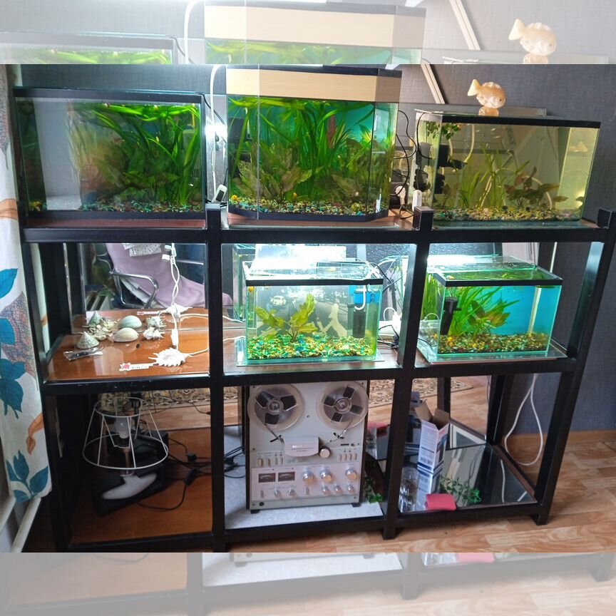 Рыбки гуппи