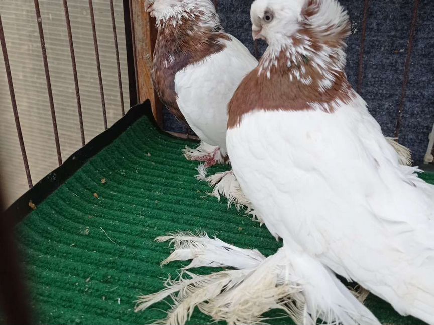 Продажа узбекских голубей