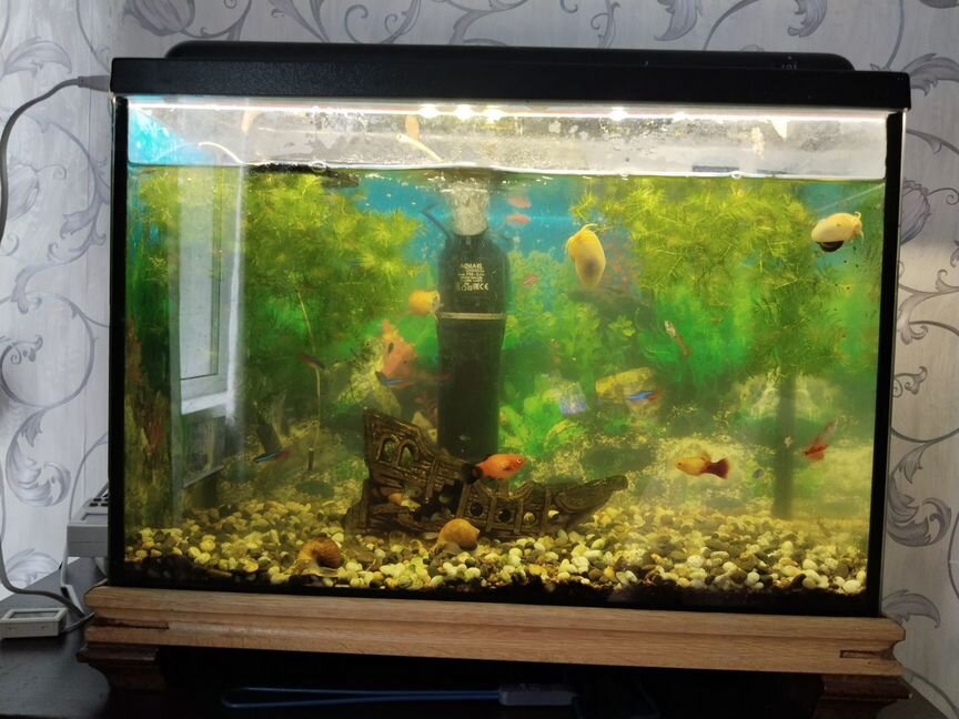 Аквариум 55 литров с рыбками