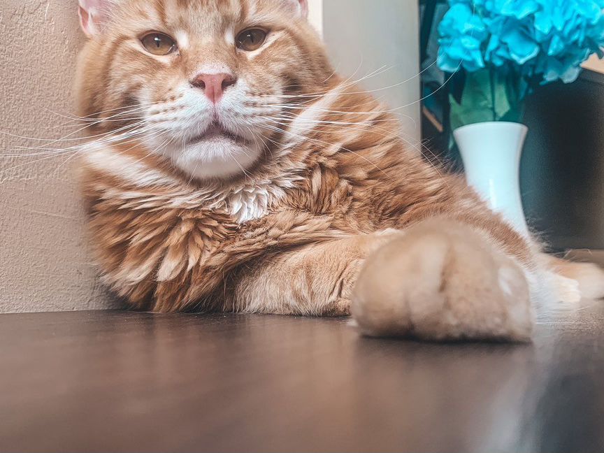 Мейн-кун котенок. Тигрище