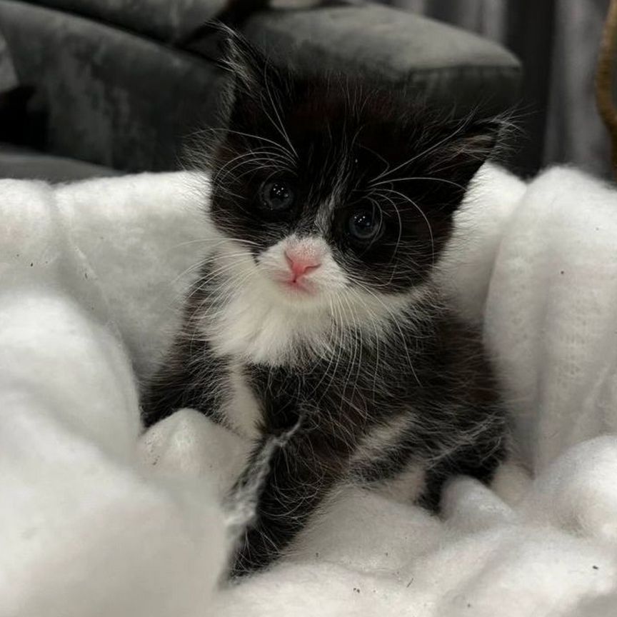 Котёнок в добрые руки