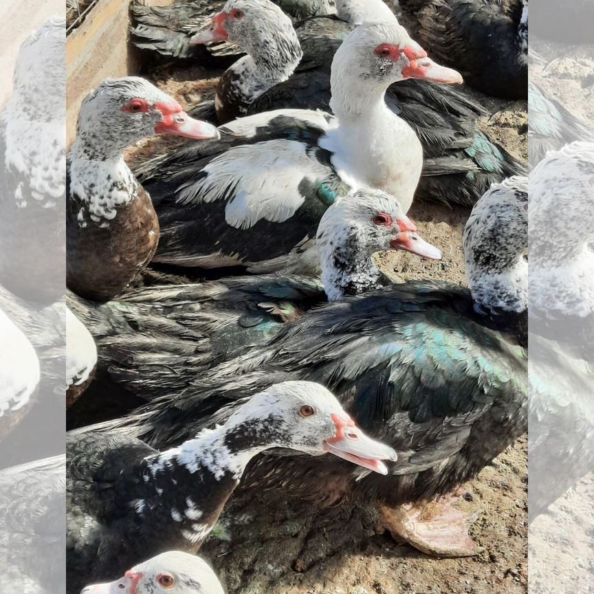 Селезени индоутки