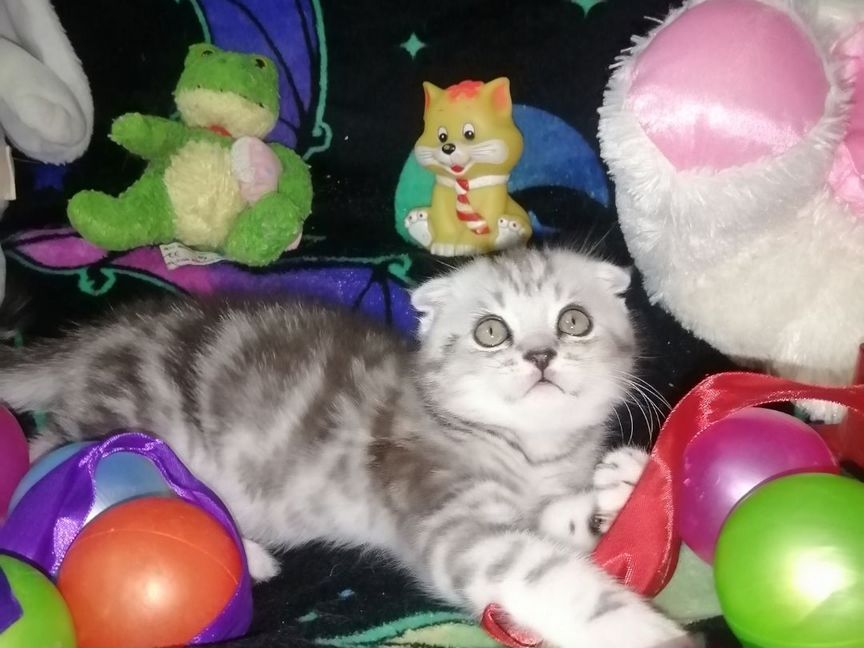 Шотландский малыш Фолд (Мальчик)