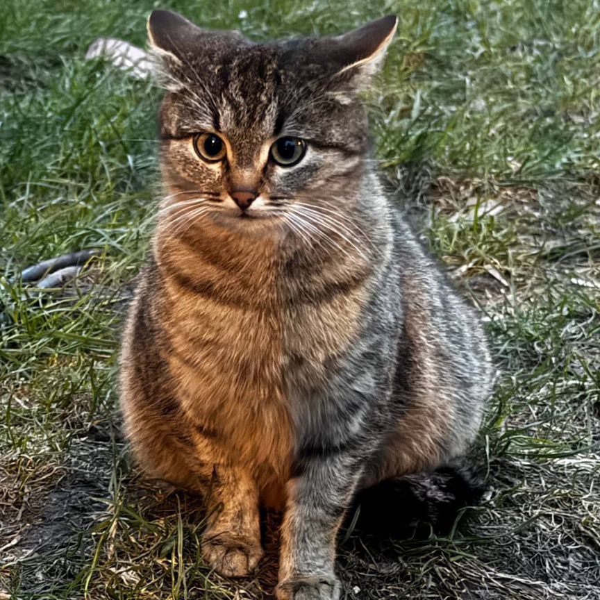Бенгальская, взрослая кошка