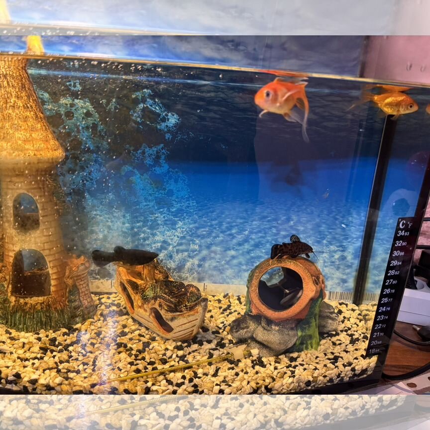 Продам аквариумных рыбок