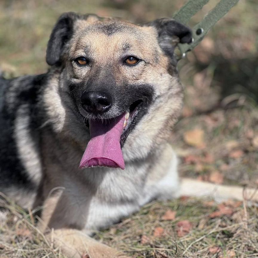 Собака в добрые руки