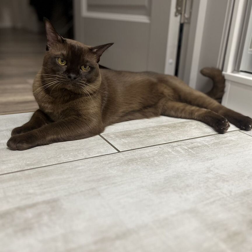 Бурма мальчик цвет соболь ищет кошечку