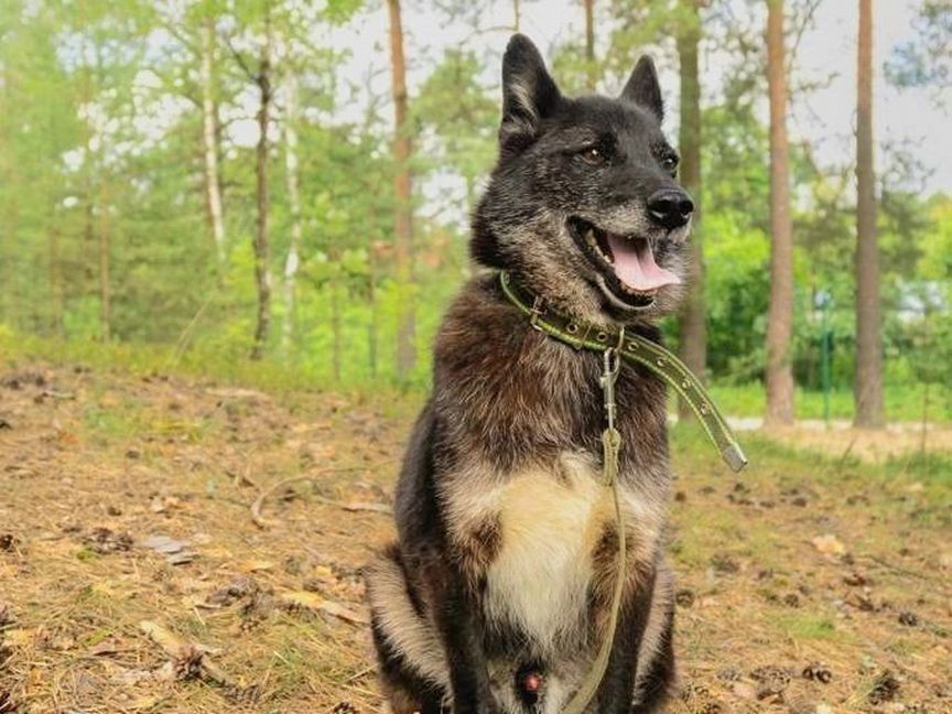 Собака в приюте