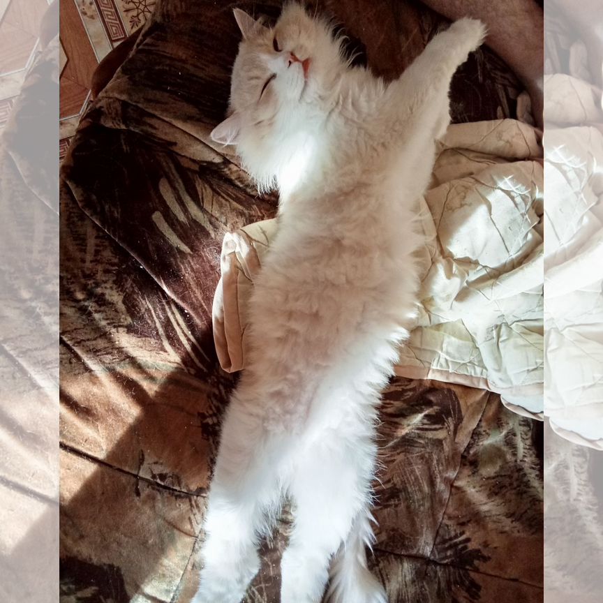 Взрослый кот в добрые руки