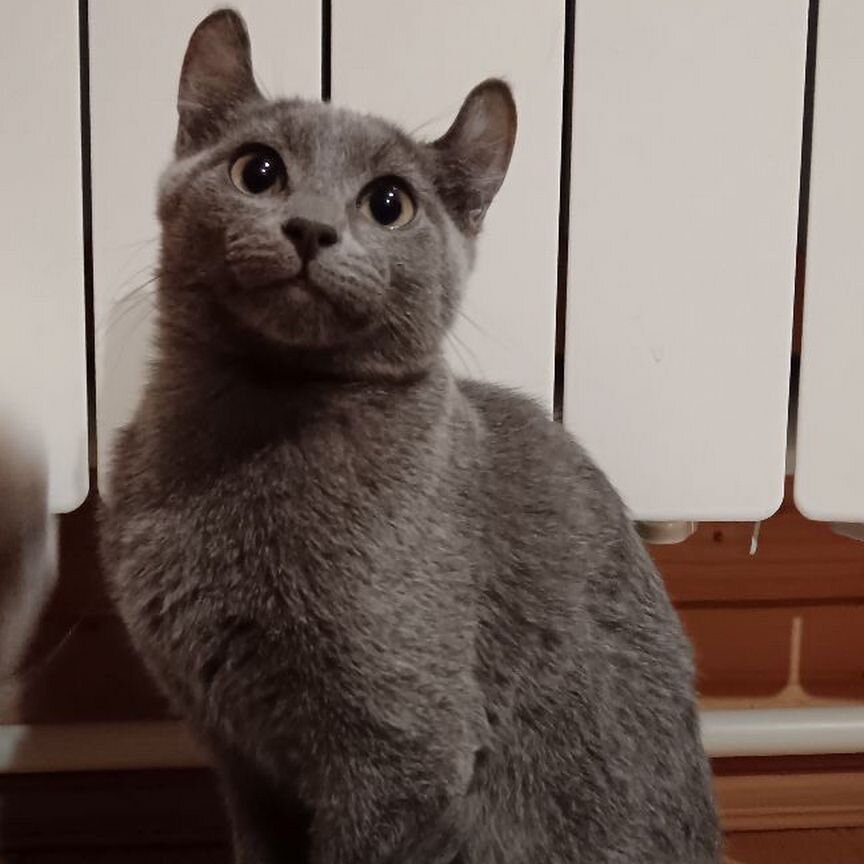 Отдам котёнка 4мес