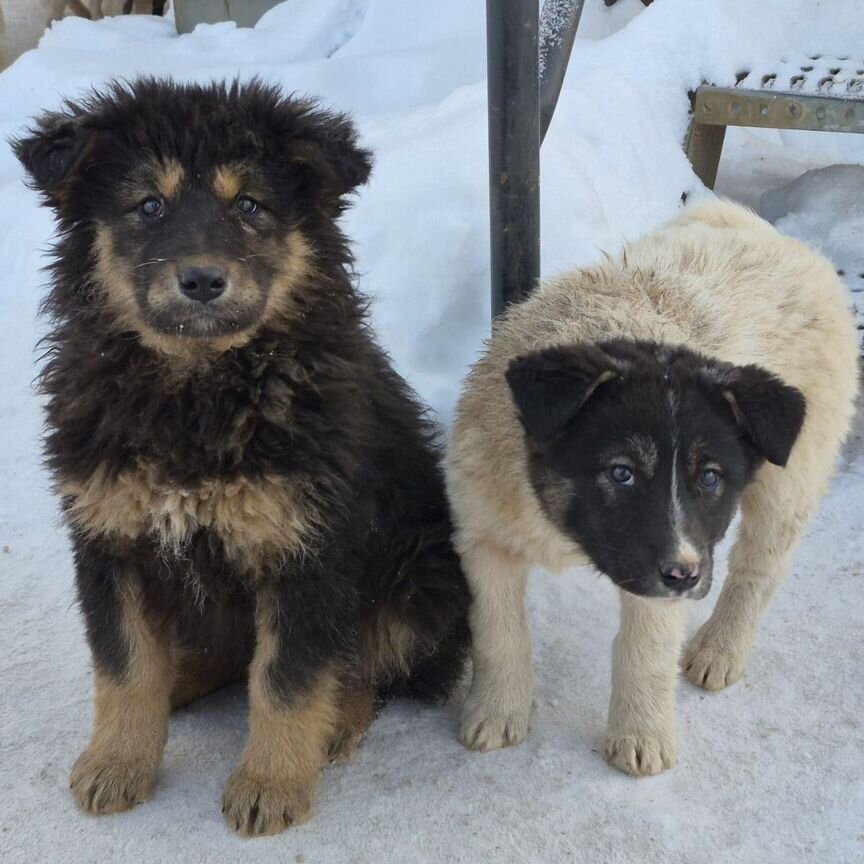 Щенок в добрые руки