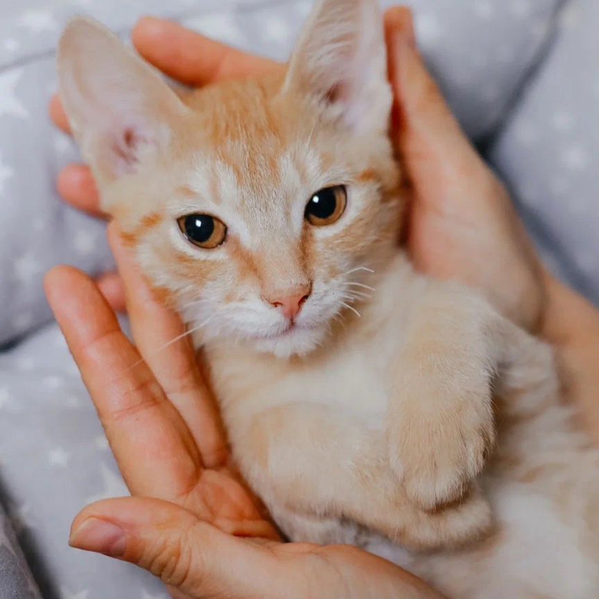 Котёнок в добрые руки