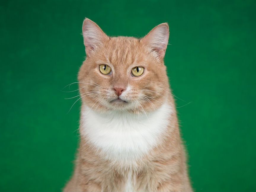 Котик Лаврентий ищет дом