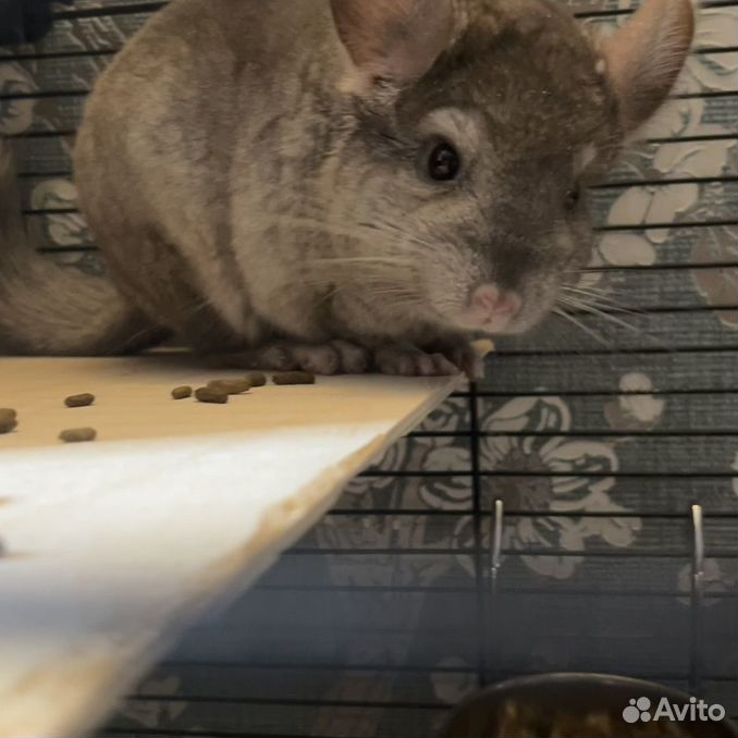 Шиншилла мальчик 4 месяца