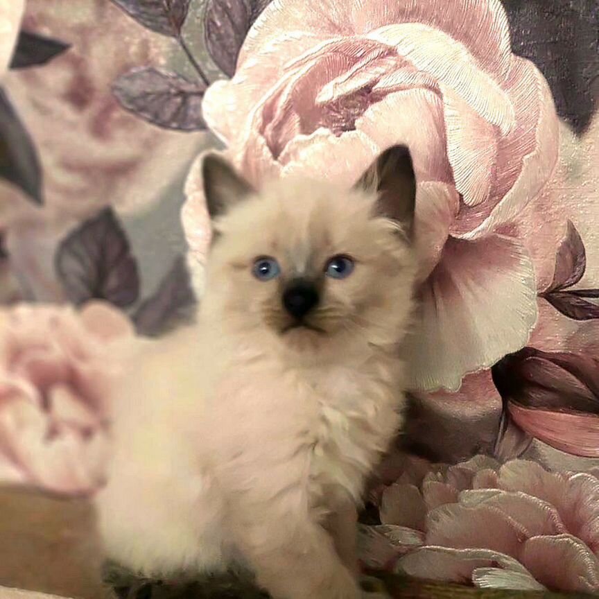 Котятки в добрые руки