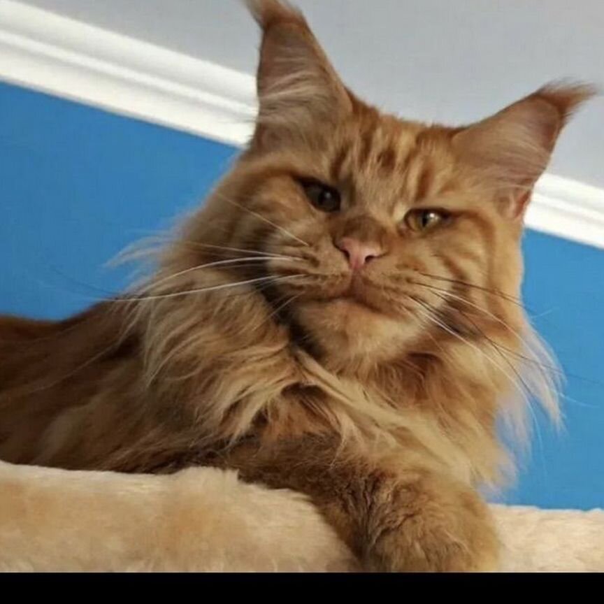 Мейн-кун, взрослый кот