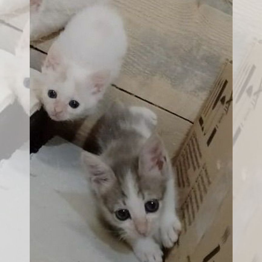 Котенок