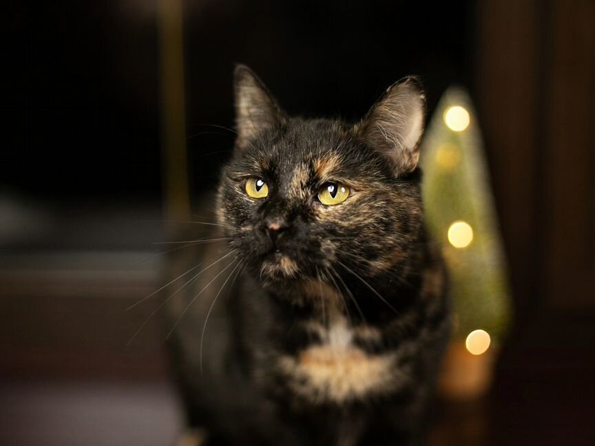 Невероятная Амалия ищет дом