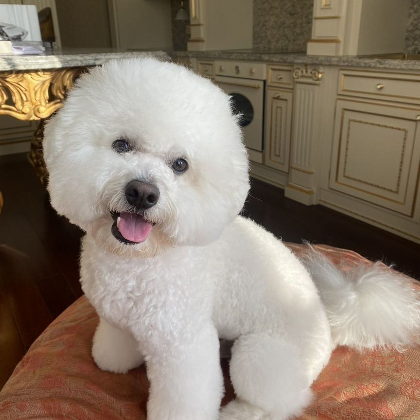 Бишон фризе, Вязка