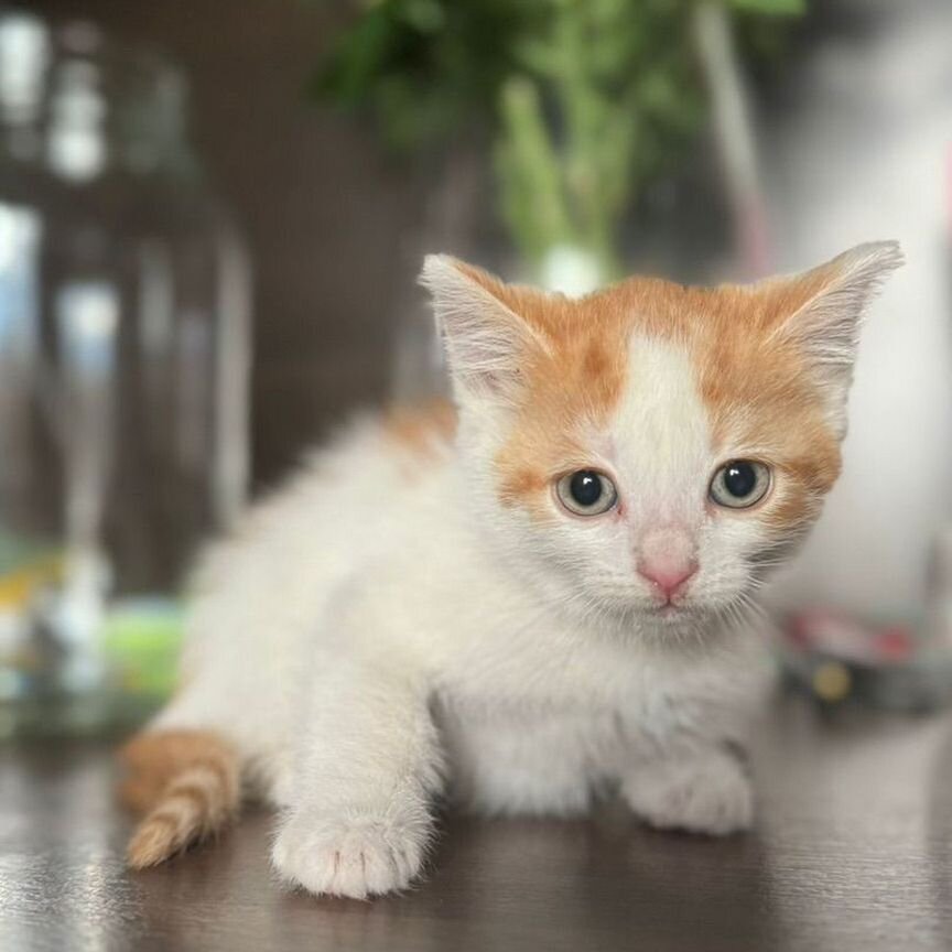 Кот. Котенок