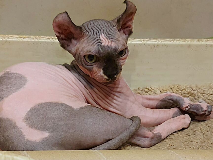 Которебенок девочка эльф