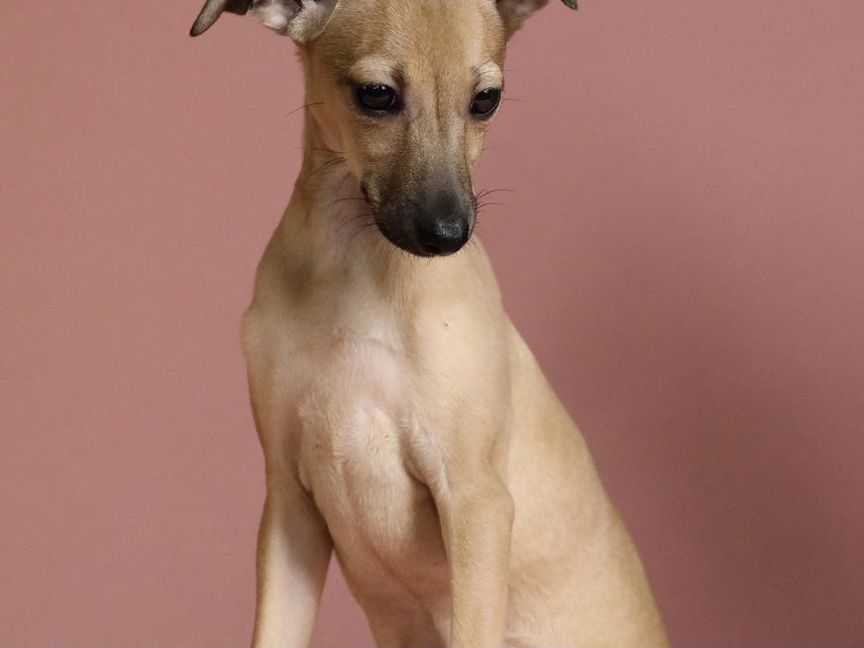 Изабелловая девочка