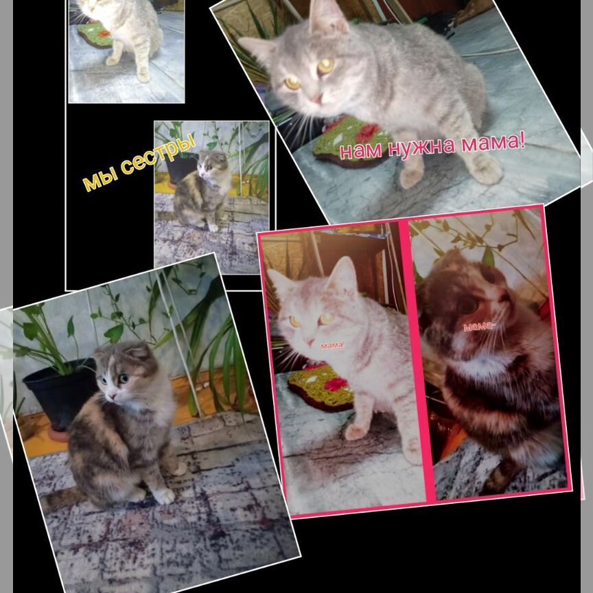 Взрослая, Девочка кошка в добрые руки