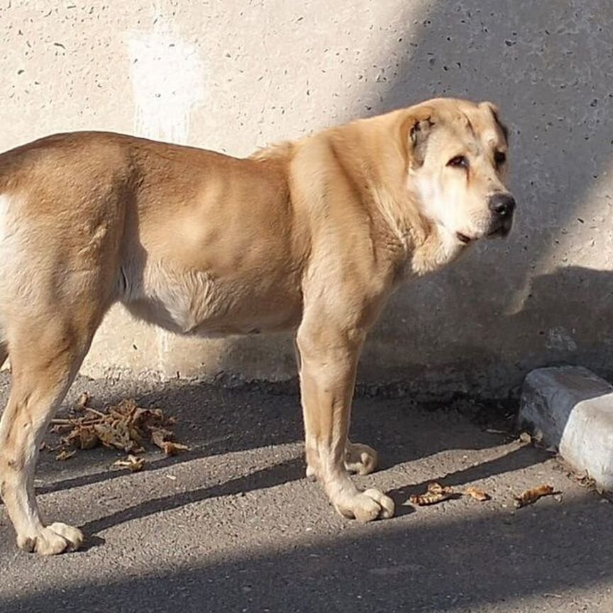 Пристраивается в добрые руки