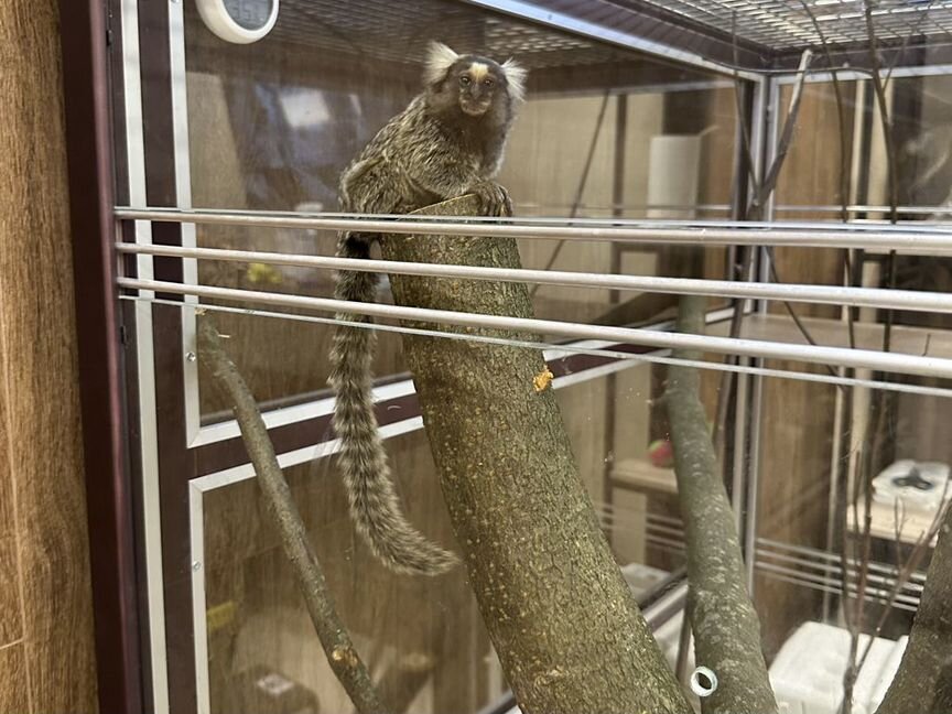 Витрина для игрунок, обезьян. Домашний вольер