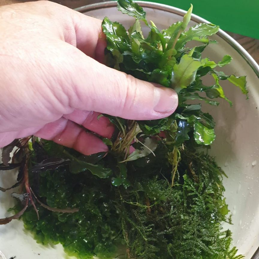 Аквариумные растения, прополка