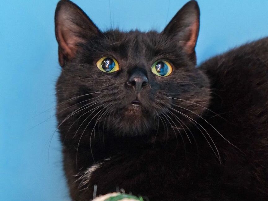 Симона в добрые руки