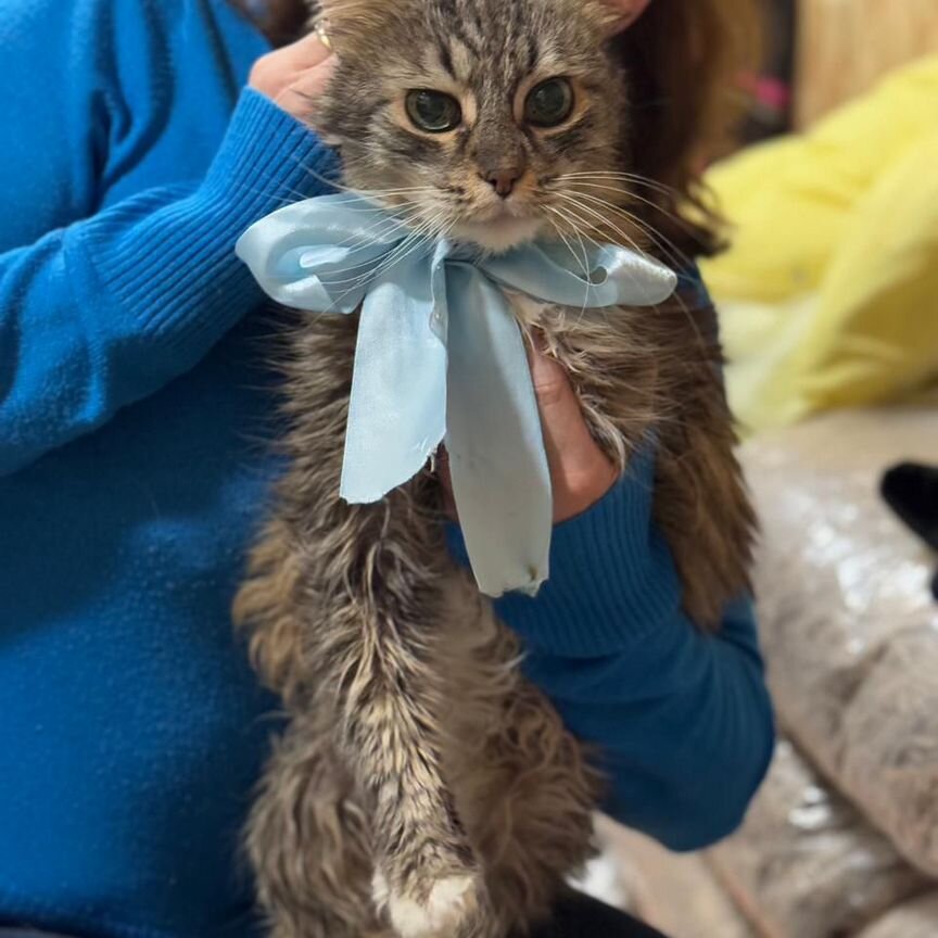 Взрослая кошка ищет дом