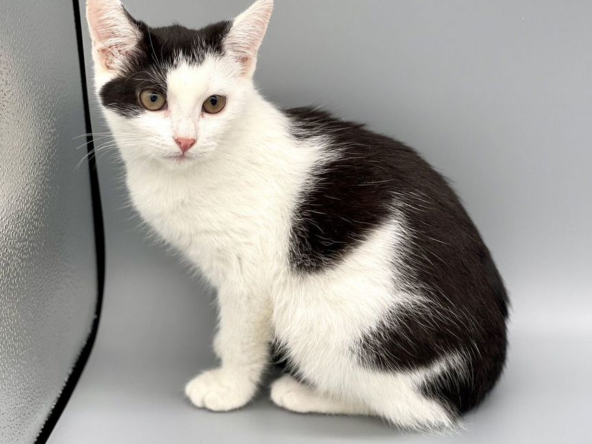 Кошечка лапушка