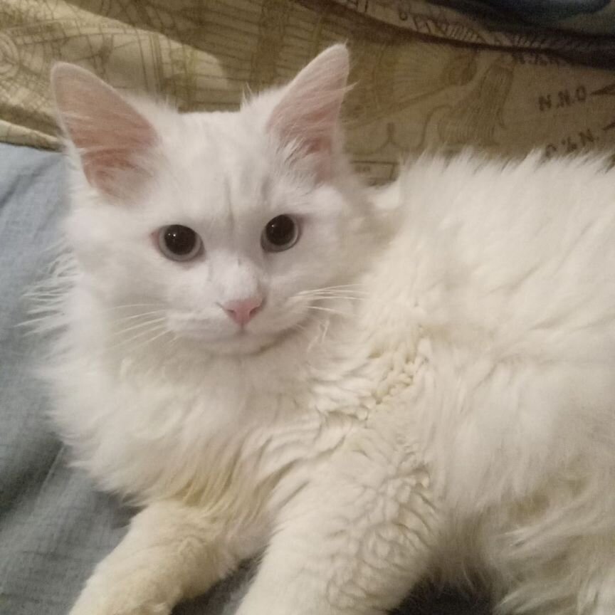Отдам кота в добрые руки