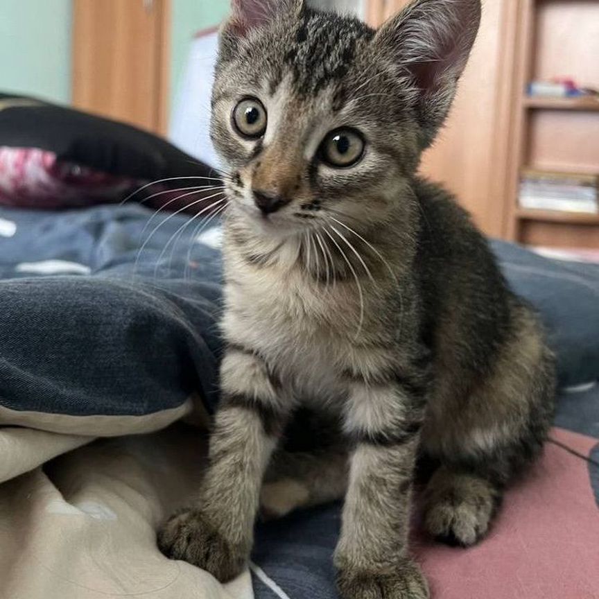 Котенок 2,5 мес девочка